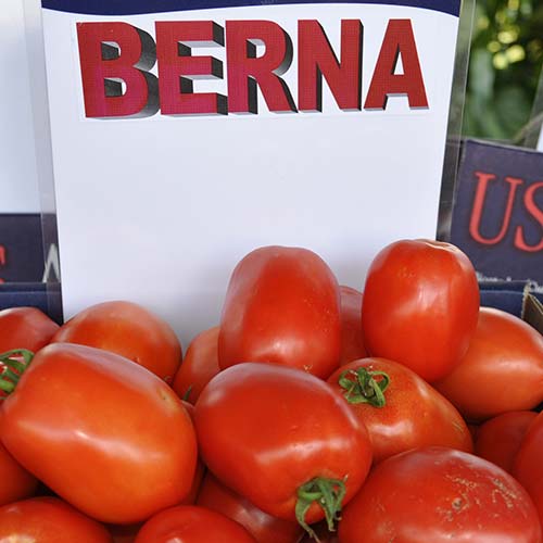 Berna – Fine Seeds International S.A.E