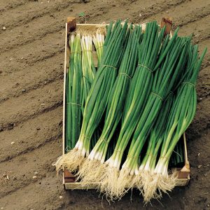 Spring Onion Performer – Fine Seeds International S.A.E